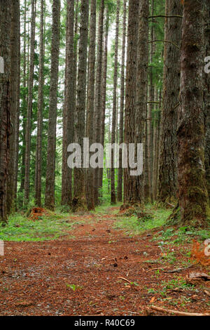 USA, Oregon, Springfield, Forest path, Fall Creek Lake Stock Photo - Alamy