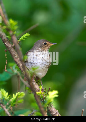 Minnesota, Mendota Thrush perched on Rock Stock Photo - Alamy