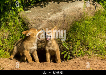 USA, Minnesota, coyote with pups at den, captive Stock Photo - Alamy