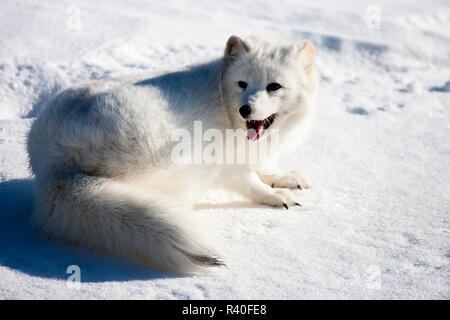 Arctic Fox Minnesota USA Stock Photo - Alamy