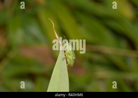 larva of green stink bug Stock Photo - Alamy