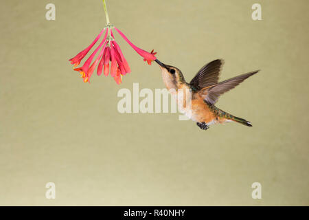 Lucifer Hummingbird (Calothorax lucifer), female feeding on Texas ...