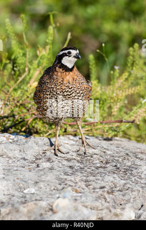 Northern Bobwhite (Colinus virgianus) male in wildflowers Stock Photo ...