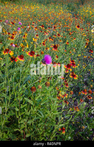 Fire Wheel (Gaillardia Pulchella) blooming in Texas Stock Photo - Alamy