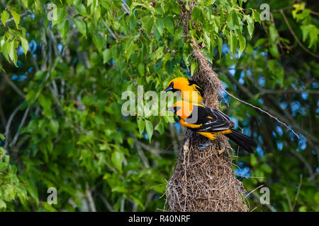 Altamira Oriole (Icterus gularis) a nest Stock Photo - Alamy