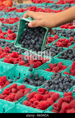 Bellevue, Washington State, USA. Raspberries on the vine in various ...