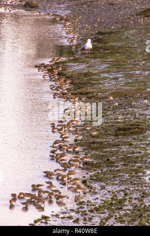 Tracyton, Washington State, USA. Puget Sound Stock Photo - Alamy