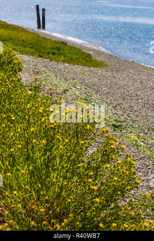 Bremerton, Washington State. Dyes Inlet. Canadian geese swimming on the ...