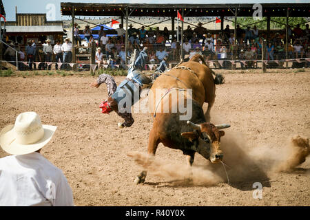Bull Rider Being Thrown Off Bull, Augusta Rodeo, Augusta, Montana Stock ...