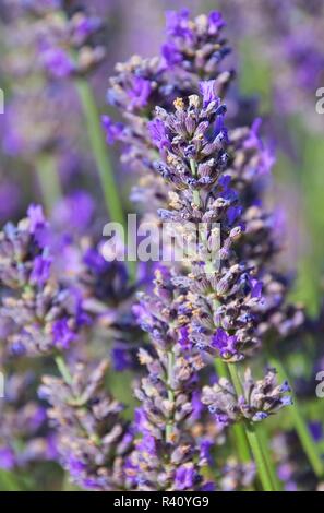 Gardens with the flourishing lavender Stock Photo - Alamy