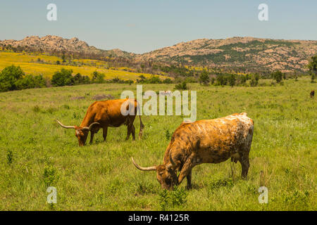 Longhorn cattle at Wichita Mountains National Wildlife Refuge, Lawton ...