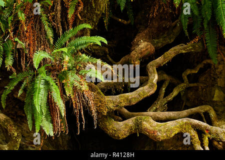 Tree and root system, Oregon Stock Photo - Alamy