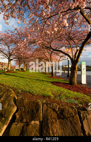Usa, Oregon, Portland. Cherry trees in bloom at sunrise. Credit as ...