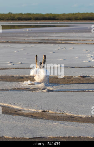 Salt deposits at Sal del Rey Stock Photo - Alamy