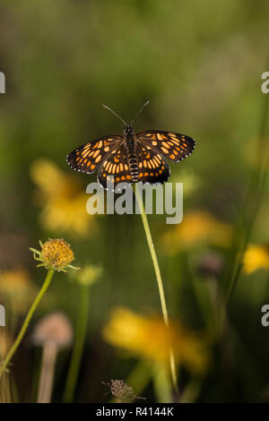Theona Checkerspot butterfly Stock Photo - Alamy