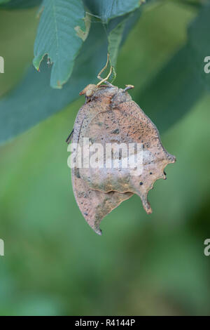 Tropical Leafwing (Anaea aidea) resting on tree trunk Stock Photo - Alamy