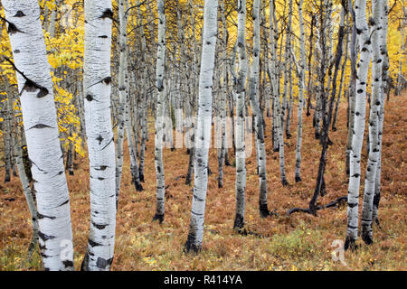 USA, Utah, Uinta-Wasatch-Cache National Forest, Little Cottonwood ...