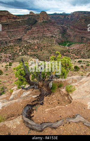 Little Grand Canyon, San Rafael Swell, Utah Stock Photo - Alamy