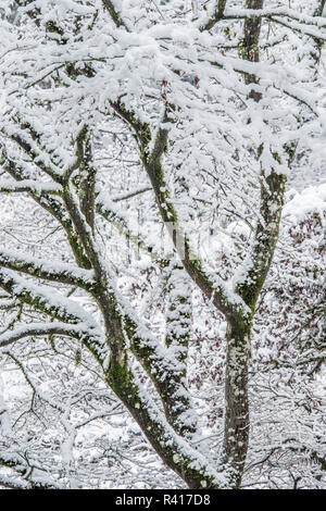 Washington State, Seattle, Arboretum, snowy tree Stock Photo - Alamy