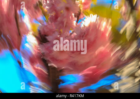 Ornamental Spring plum blossoms, Seattle, Washington State Stock Photo ...