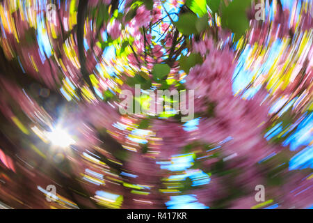 Ornamental Spring plum blossoms, Seattle, Washington State Stock Photo ...