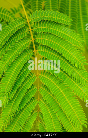 Green plant leaf patterns, Seattle, Washington State Stock Photo - Alamy