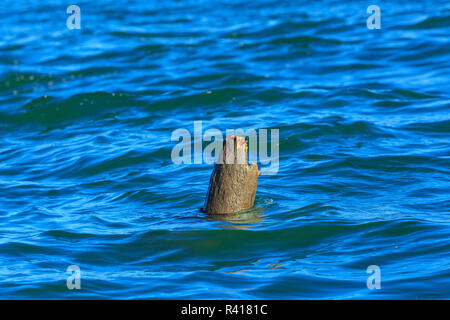 Deadhead, large floating log a real danger to boats, San Juan Islands ...