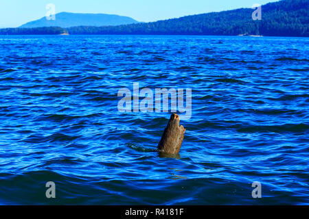 Deadhead, large floating log a real danger to boats, San Juan Islands ...