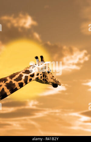 Zebra Fota Wildlife Park Cork Stock Photo - Alamy