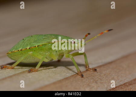 larva of green stink bug Stock Photo - Alamy