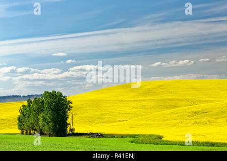 Expansive rolling hills of yellow canola and wheat, Palouse farming ...