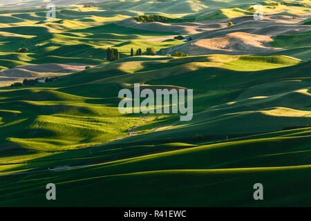 Rolling landscape of wheat fields viewed from Steptoe Butte, Palouse ...
