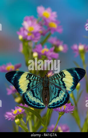 Tropical butterfly, Panacea procilla, on pink mums Stock Photo - Alamy