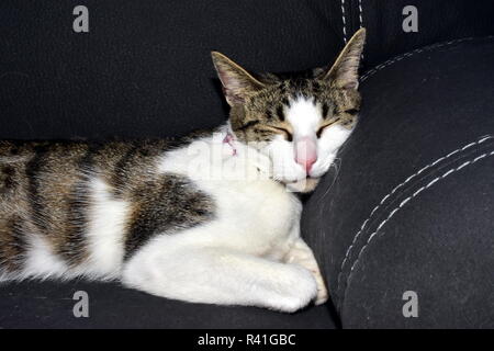 A relaxed domestic striped cat nap close-up on a checkered mat indoors ...