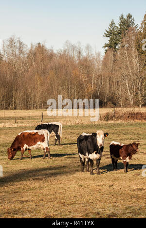 Issaquah, Washington State, USA. Pinzgauer beef cattle grazing in ...