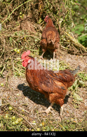 Free-range farm chicken with tomatoes, onion, carrots, parsnip, and ...