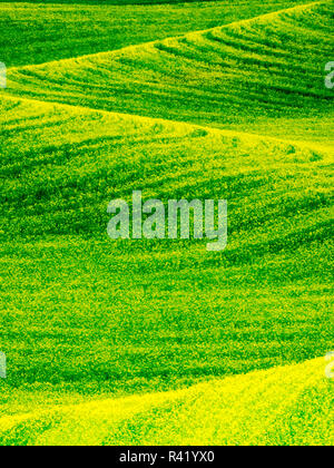 Patterns in canola fields Stock Photo - Alamy