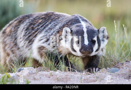 American badger, Taxidea taxus, grassland, North Dakota, USA Stock ...