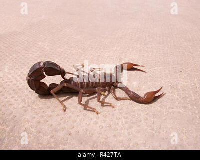 Scorpion. Fauna of Arab Emirates Stock Photo - Alamy