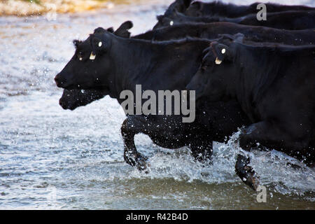 Cowboy herding cattle across river, Alberta, Canada Stock Photo - Alamy