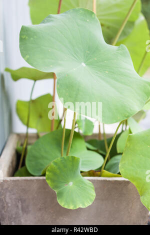 Lotus leaves in home garden Stock Photo - Alamy