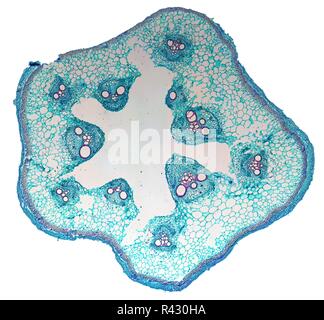 Cucurbita plant stem. Light micrograph of a longitudinal section ...