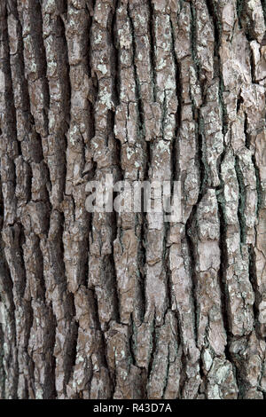 Close up of the bark of the Camphor tree, Cinnamomum camphora, also ...