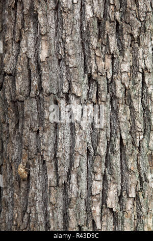 camphor tree surface texture background Stock Photo - Alamy