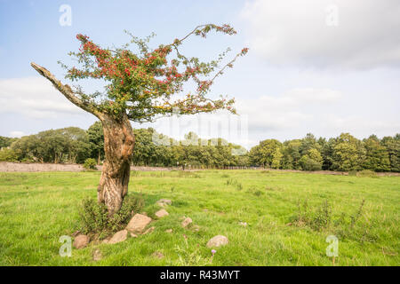 Gnarled and Twisted Old Hawthorn Tree in Autumn Stock Photo - Alamy