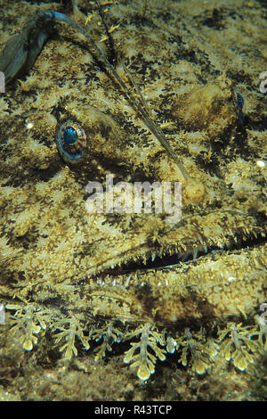 Portrait of Monkfish or Angler fish (Lophius piscatorius) lies on the ...