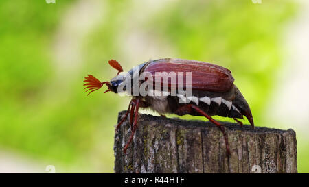 Side view of Male Cockchafer, Melolontha melolontha, also known as May ...