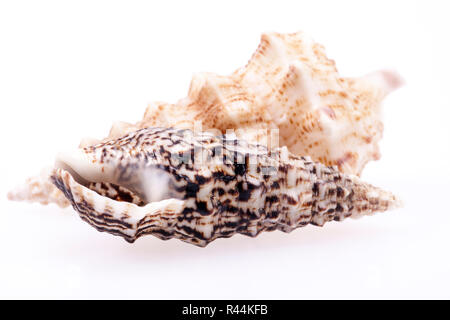 Seashells of Auger shells called Auger snails isolated on white ...