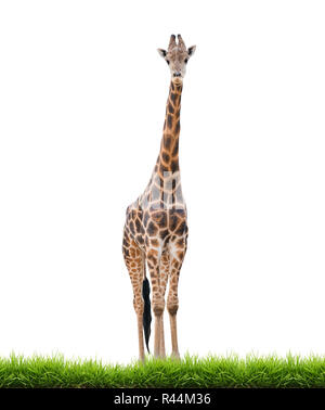 animal, mammal, africa, spring, bouncing, bounces, hop, skipping ...