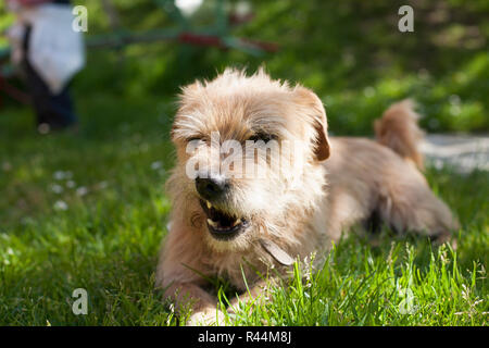 dog, raving, furious, angry, irately, barking, animal, teeth, studio ...